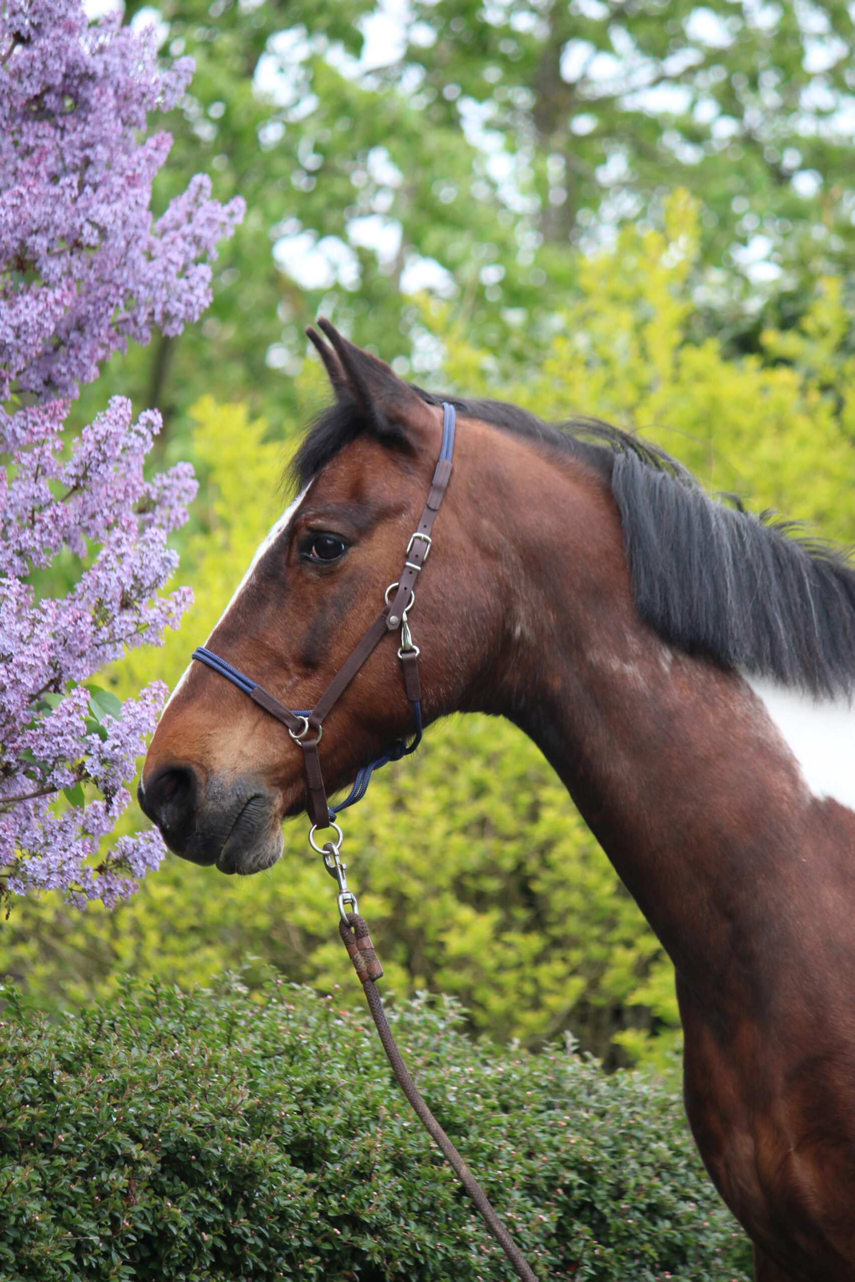 Unsere Pferde & Ponys – Kinder, Wald und Wiese Bremen e.V.