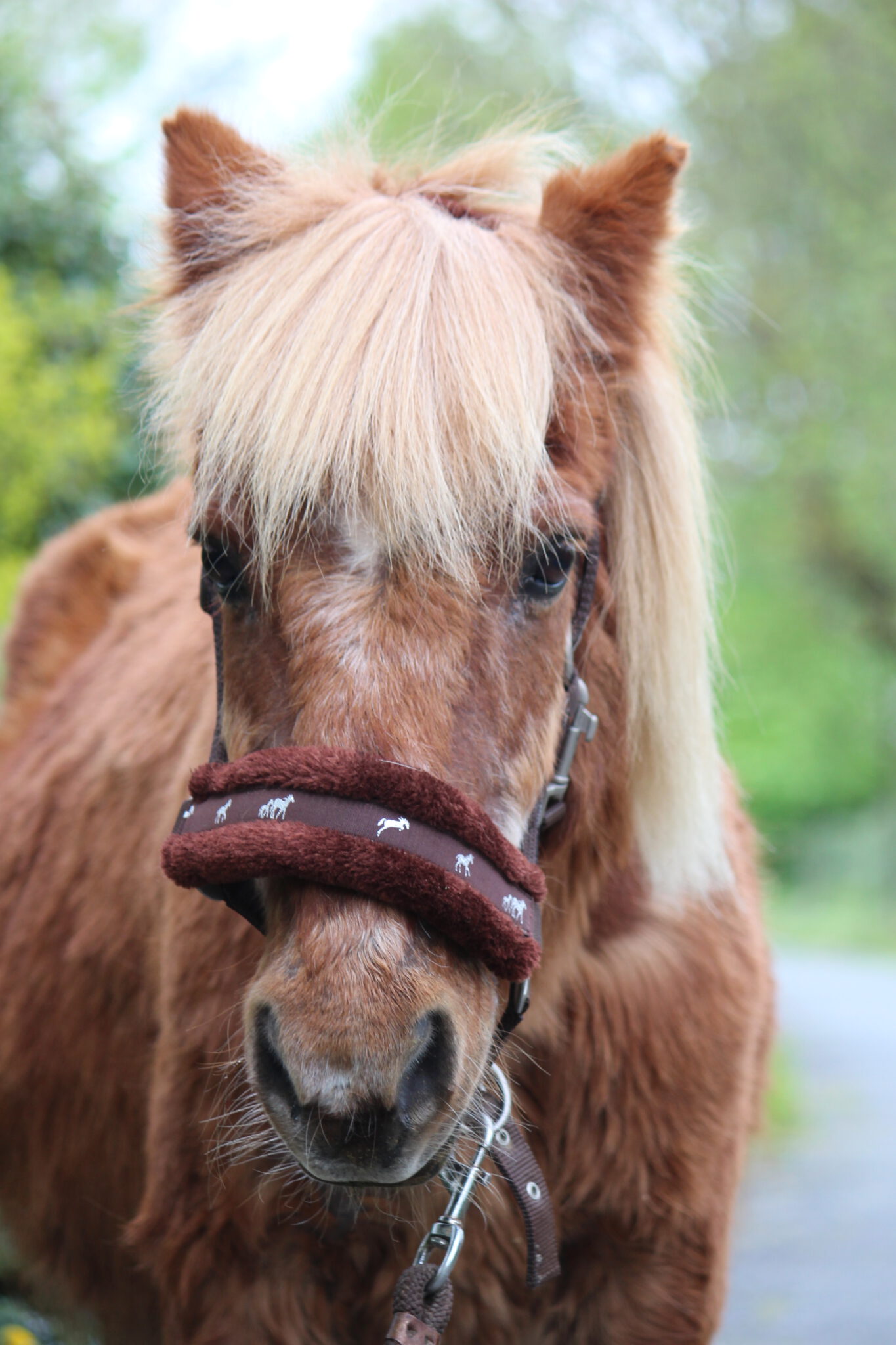 Unsere Pferde & Ponys – Kinder, Wald und Wiese Bremen e.V.